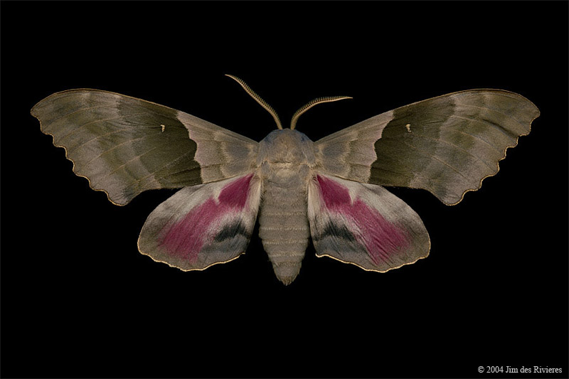 Big Poplar Sphinx Moth (7828 - Pachysphinx modesta)